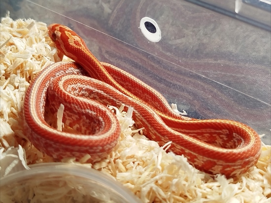 Ultramel Tessera Corn Snake by Cornish Colubrids