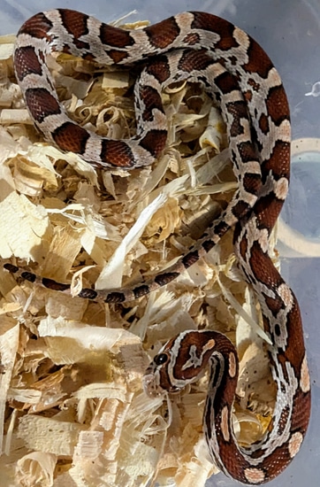 Classic HET Micro/scaleless (Sire Is Microscaleless) Corn Snake by ...