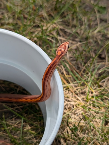 Strawberry Coral Motley/stripe Corn Snake by Cornucopia OF Creatures