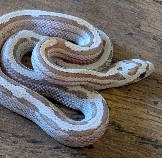 Strawberry Coral Anery Motley/stripe Corn Snake by Cornucopia OF Creatures