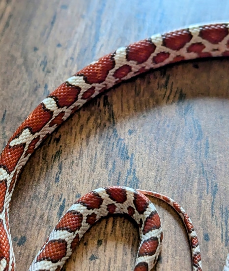 Miami HET Microscale Male Corn Snake by Cornucopia OF Creatures