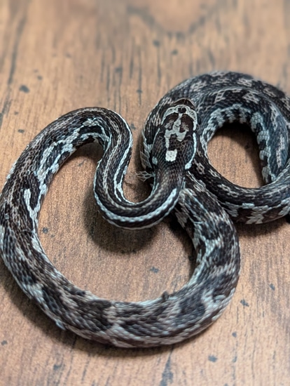 Abberant (Wide Striped) Aztec Corn Snake by Cornucopia OF Creatures