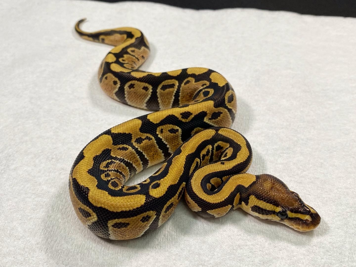 Cypress Vanilla Het Clown Ball Python by Corona Dragons - MorphMarket
