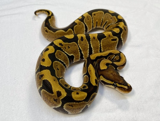 Female Het Puzzle Ball Python by Corona Dragons