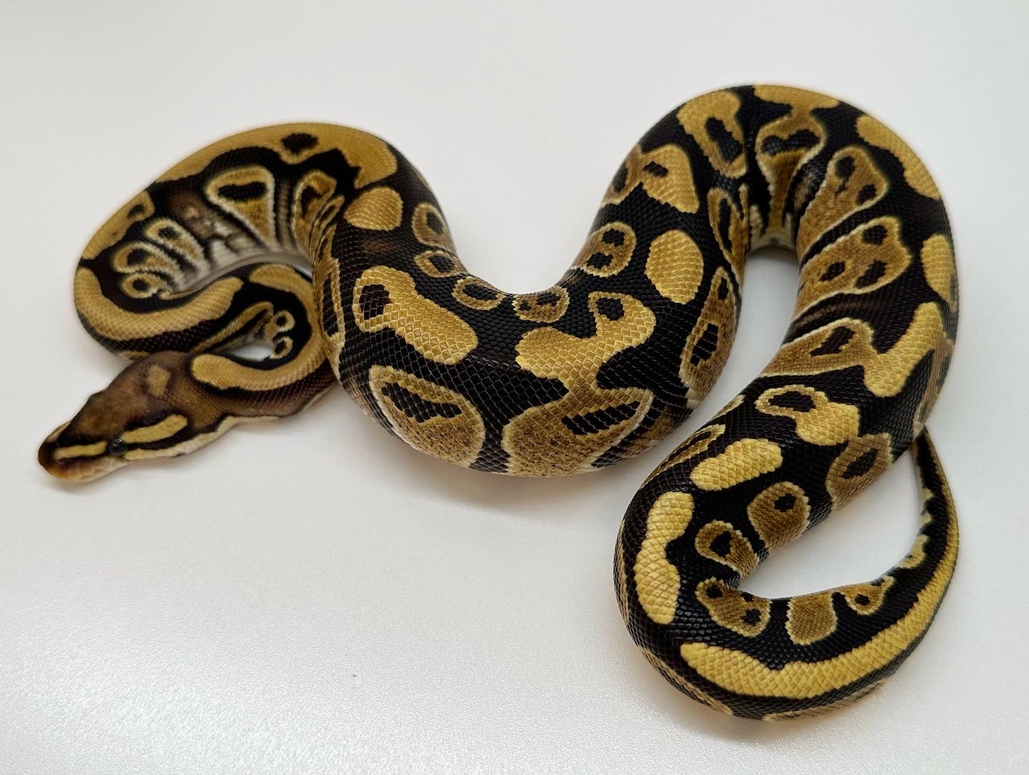 SALE!! Cypress Vanilla Het Clown Ball Python by Corona Dragons ...
