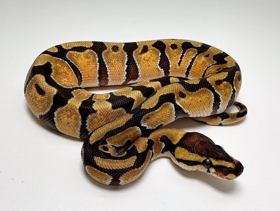 Enchi Het Puzzle Ball Python by Corona Dragons - MorphMarket