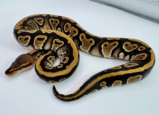 Mahogany Lace 66% Het Clown Ball Python by Corona Dragons