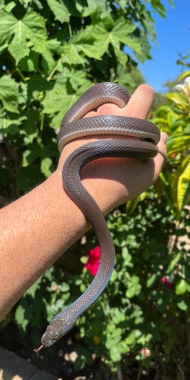 Black African House Snake by Coatlicues Creations