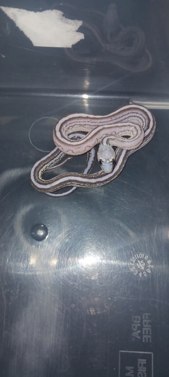 Anery Tessera Scaleless Corn Snake by Triple C Reptiles