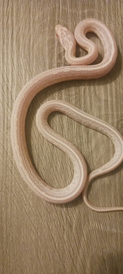 Snow Tessera Corn Snake by Triple C Reptiles