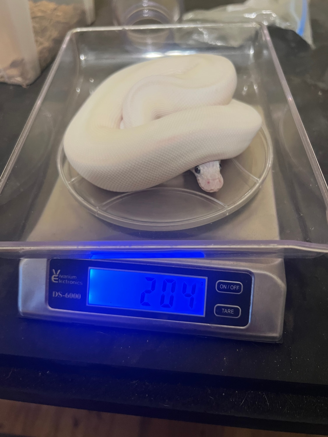 Bel ( Blue Eyed Lucy) Ball Python by Cory’s Constrictors - MorphMarket