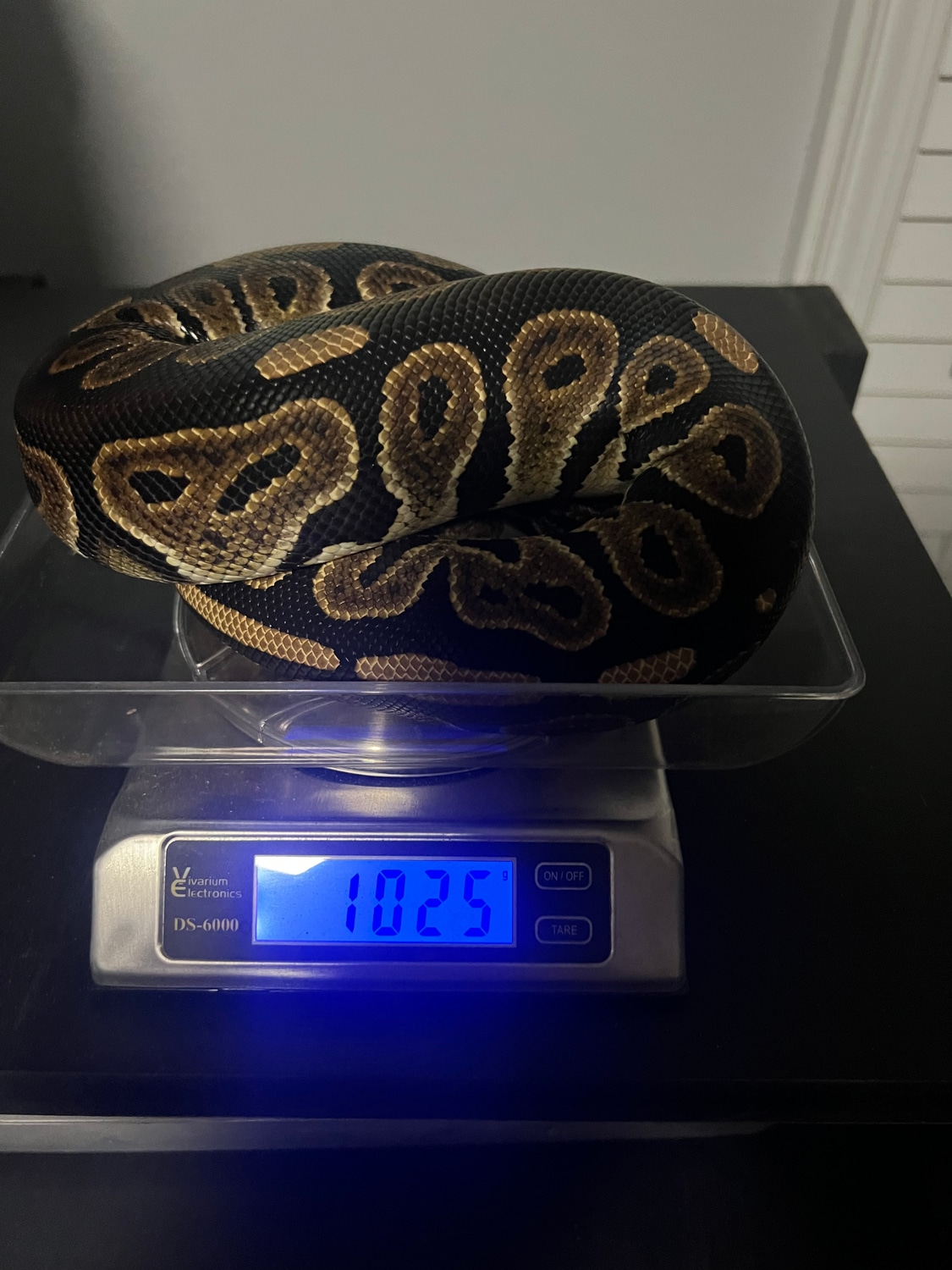 Black Pastel Ball Python by Cory’s Constrictors - MorphMarket