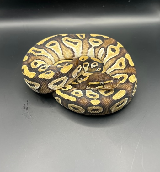 Savannah Ball Python by Cory’s Constrictors