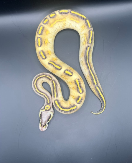 Super Pastel Highway Ball Python by Cory’s Constrictors