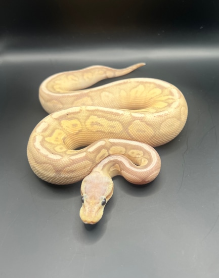 Pewter Coral Glow Ball Python by Cory’s Constrictors