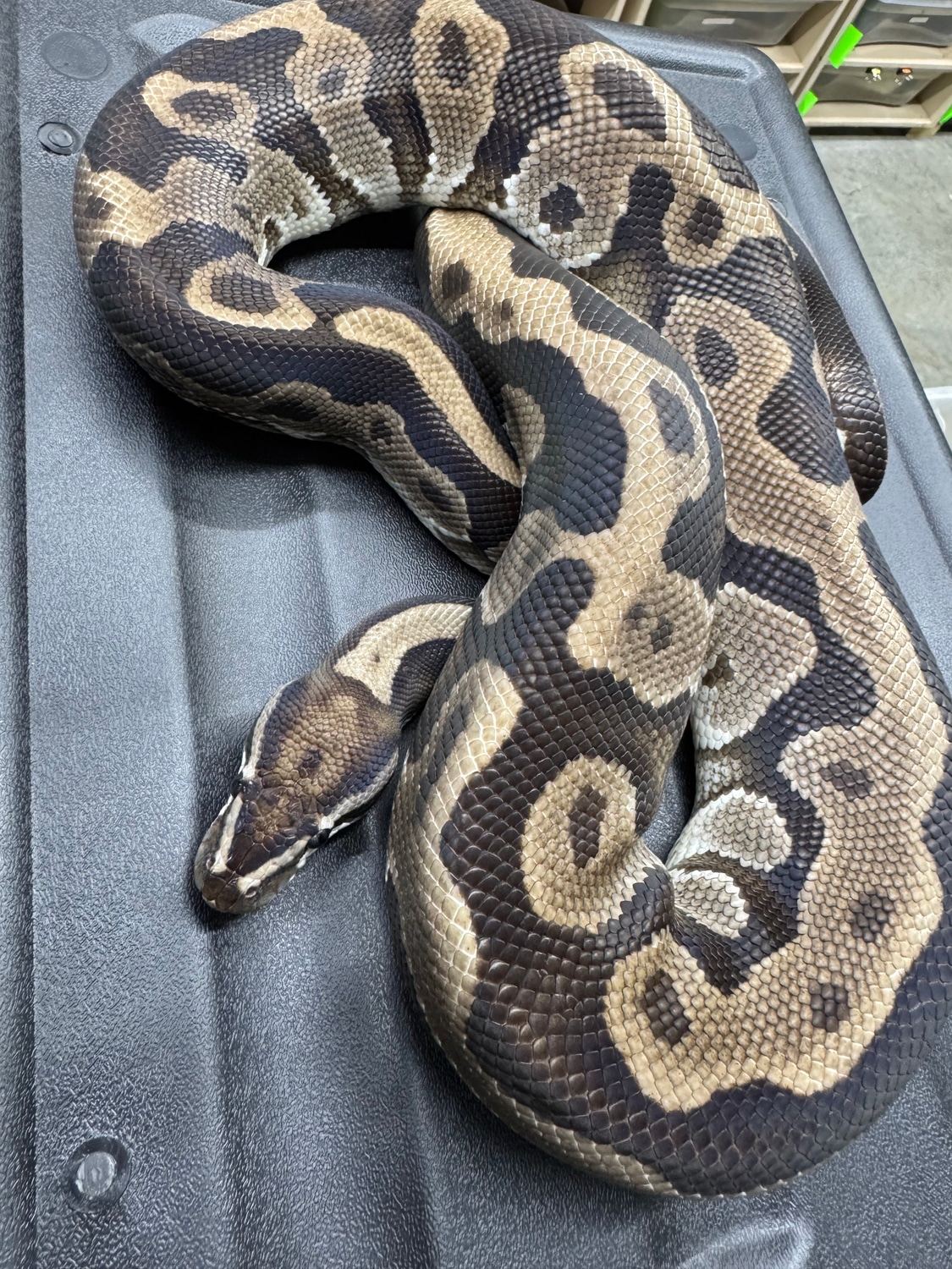 vpi axanthic leopard het pied