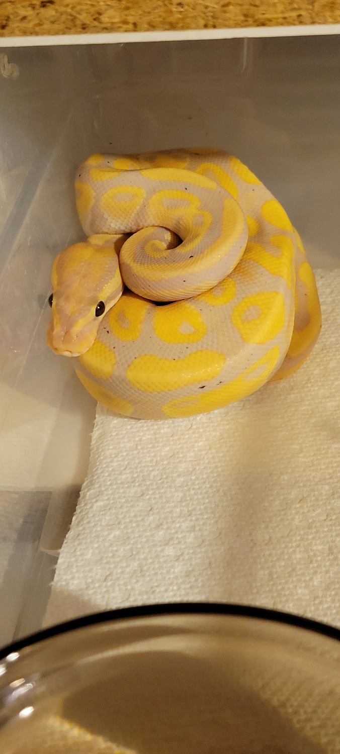 Banana Ball Python by Wicked Creations - MorphMarket