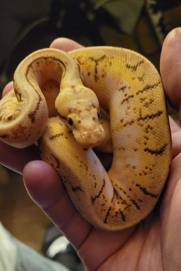 Pastel Pinstripe Spider YB Ball Python by Wicked Creations