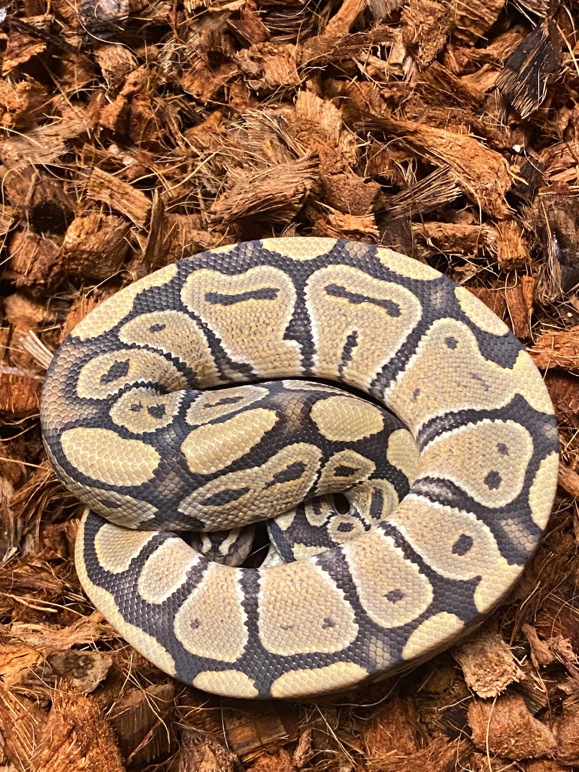 Orange Ghost Ball Python by Chris Constriction - MorphMarket