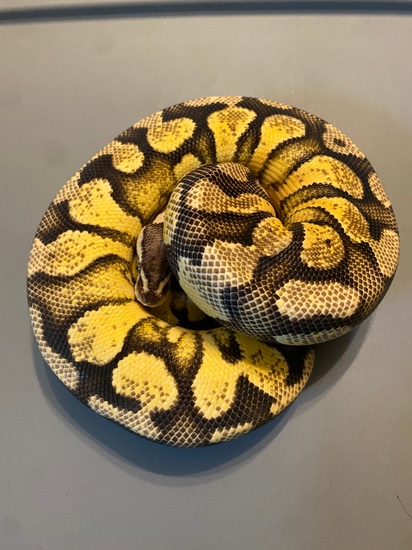Pastel Yellow Belly Ball Python by Chris Constriction