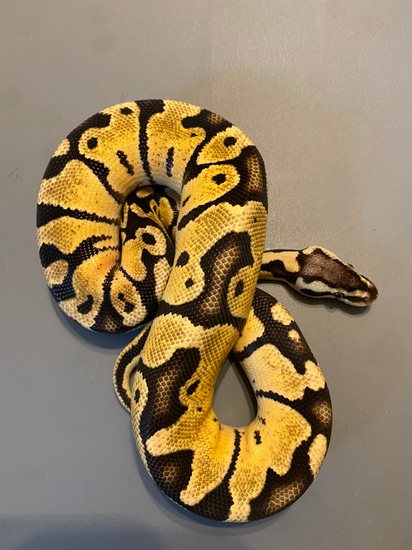 Pastel 66% Het Clown 50% Het TSK Axanthic Ball Python by Chris Constriction