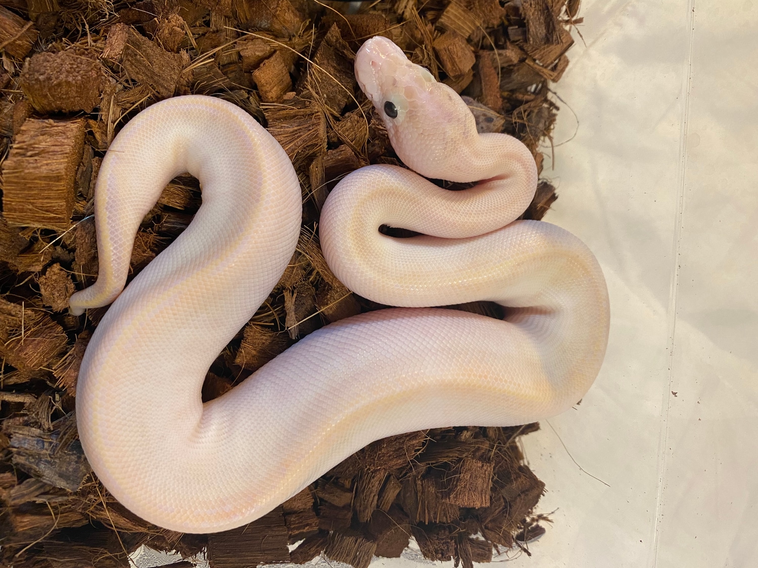 Ivory Ball Python by Chris Constriction - MorphMarket