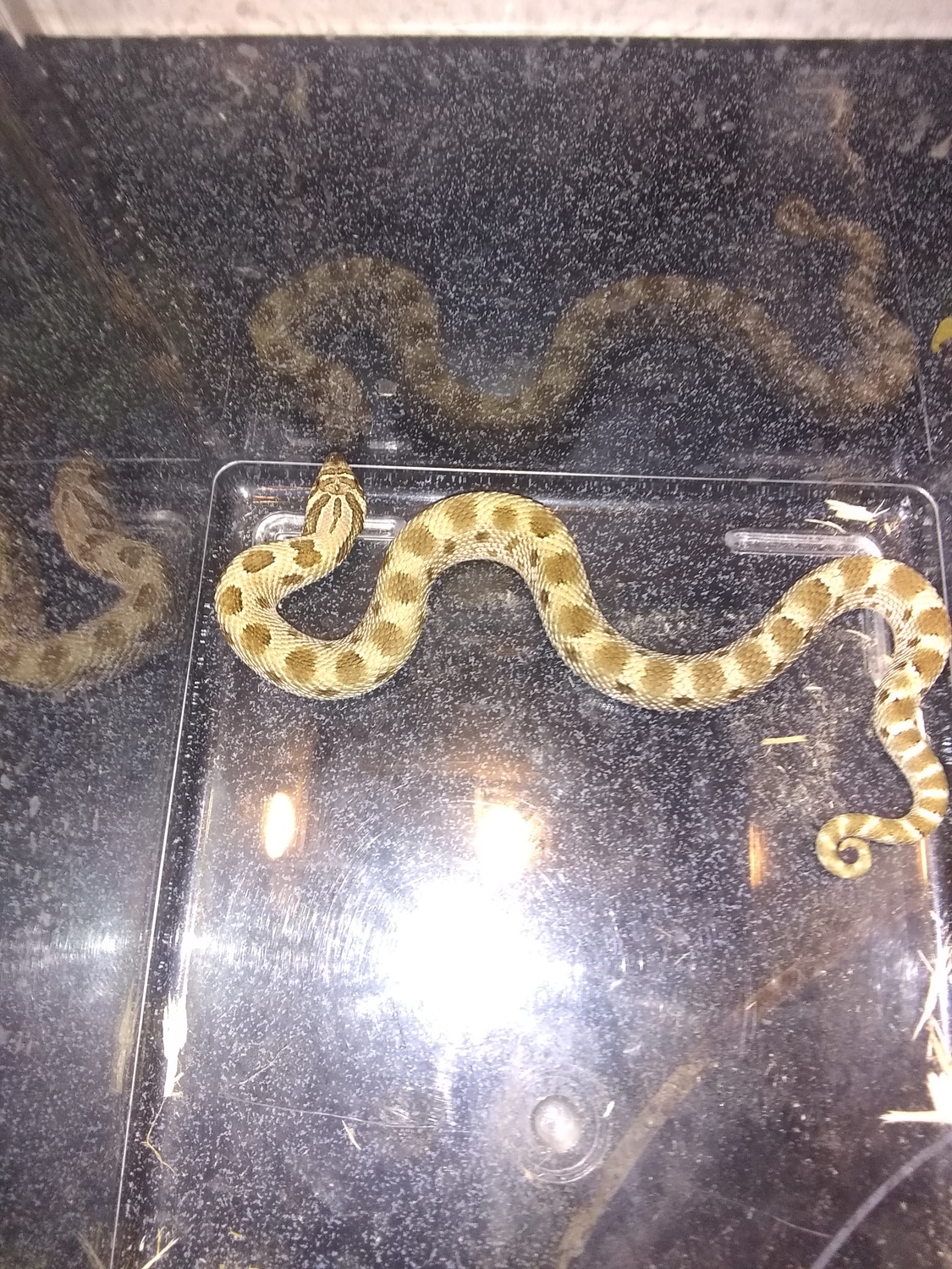 GREEN Anaconda Het Sable 2018 Western Hognose by 813 Reptiles - MorphMarket