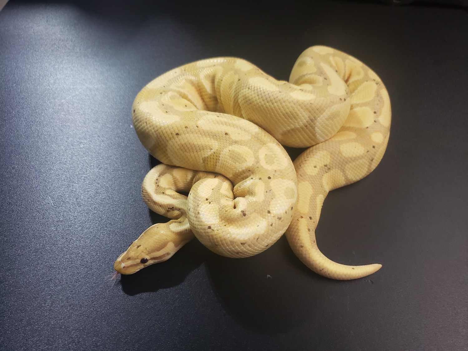 Banana Het Clown Ball Python by Cosmic Ball Pythons - MorphMarket
