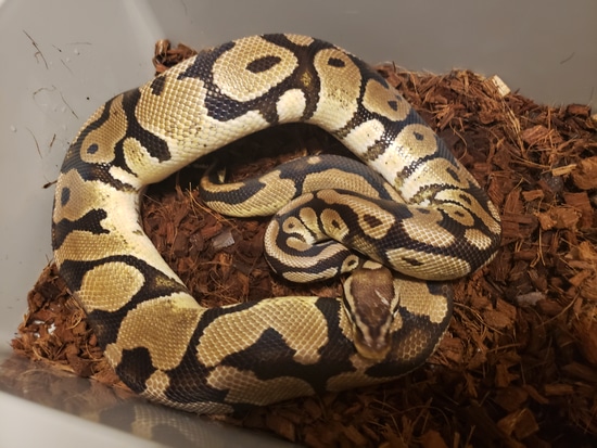 Pastel Ball Python by Cosmic Ball Pythons