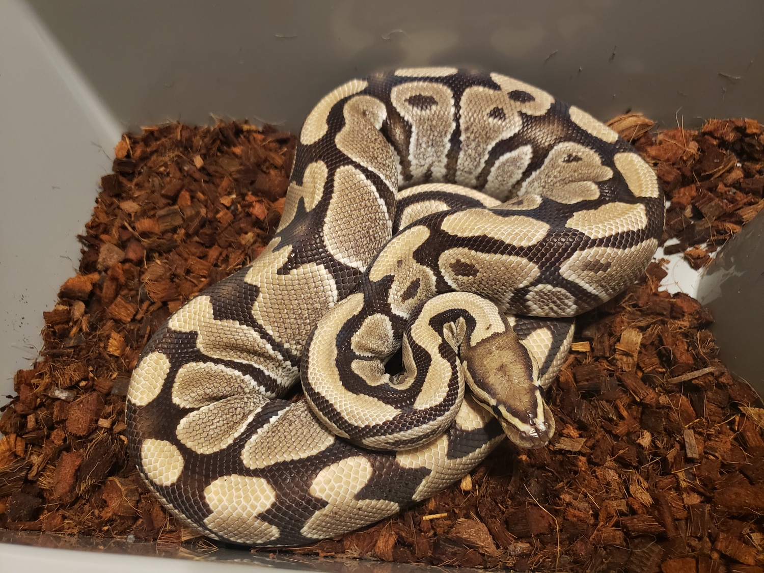 Disco Ball Python by Cosmic Ball Pythons - MorphMarket