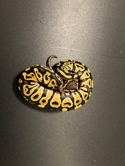 Pastel Xtreme Het Clown Ball Python by Cosmic Ball Pythons
