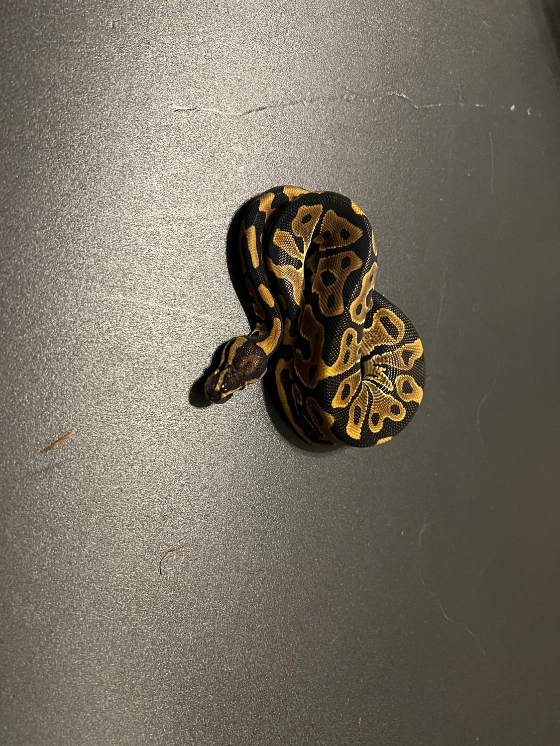 Leopard Het Clown Ball Python by Cosmic Ball Pythons - MorphMarket