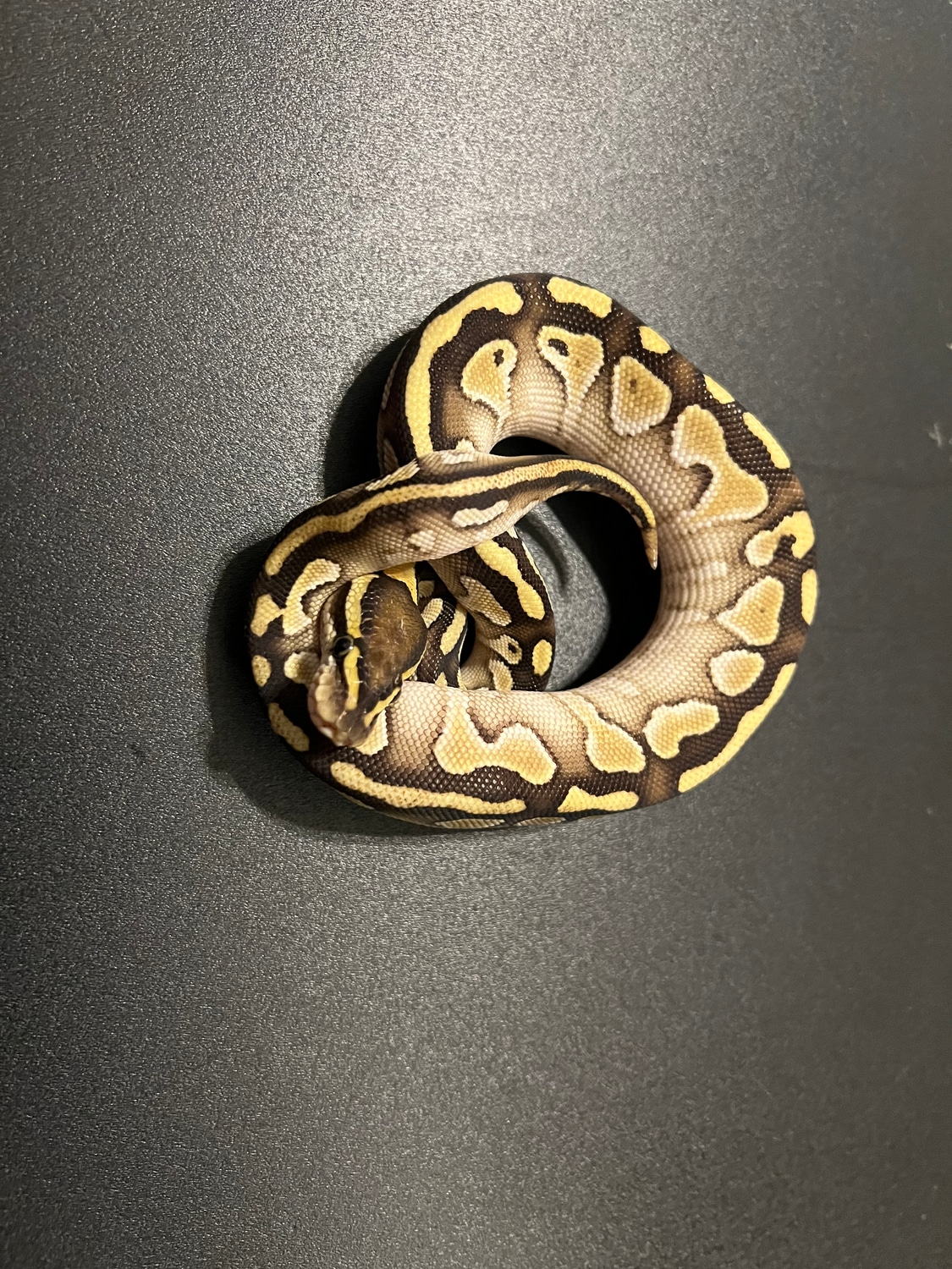 Lesser Het Clown Ball Python by Cosmic Ball Pythons - MorphMarket