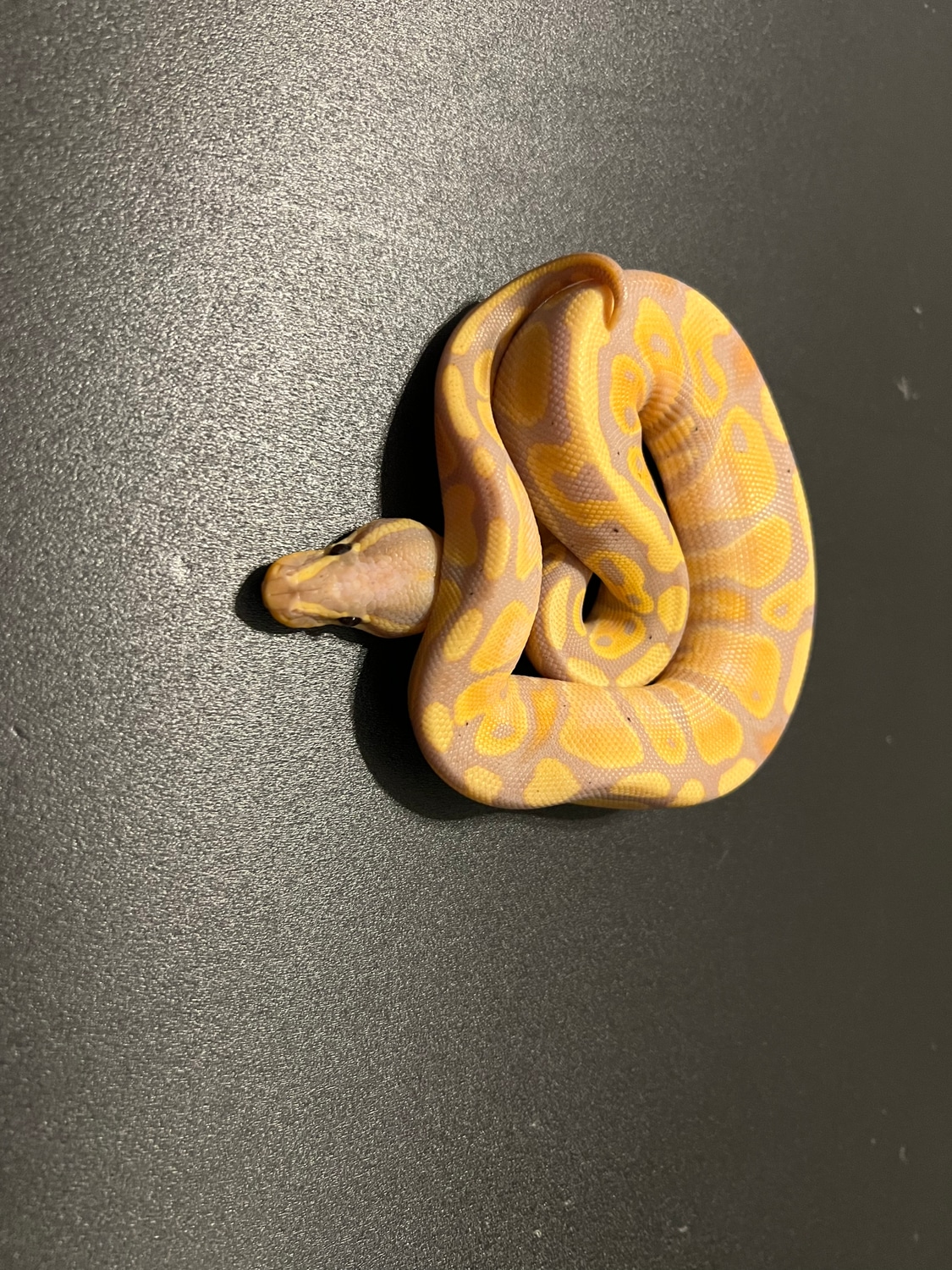 Banana 50% Het Clown Albino Ball Python by Cosmic Ball Pythons ...