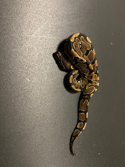 Normal 50% Het Clown Albino Ball Python by Cosmic Ball Pythons