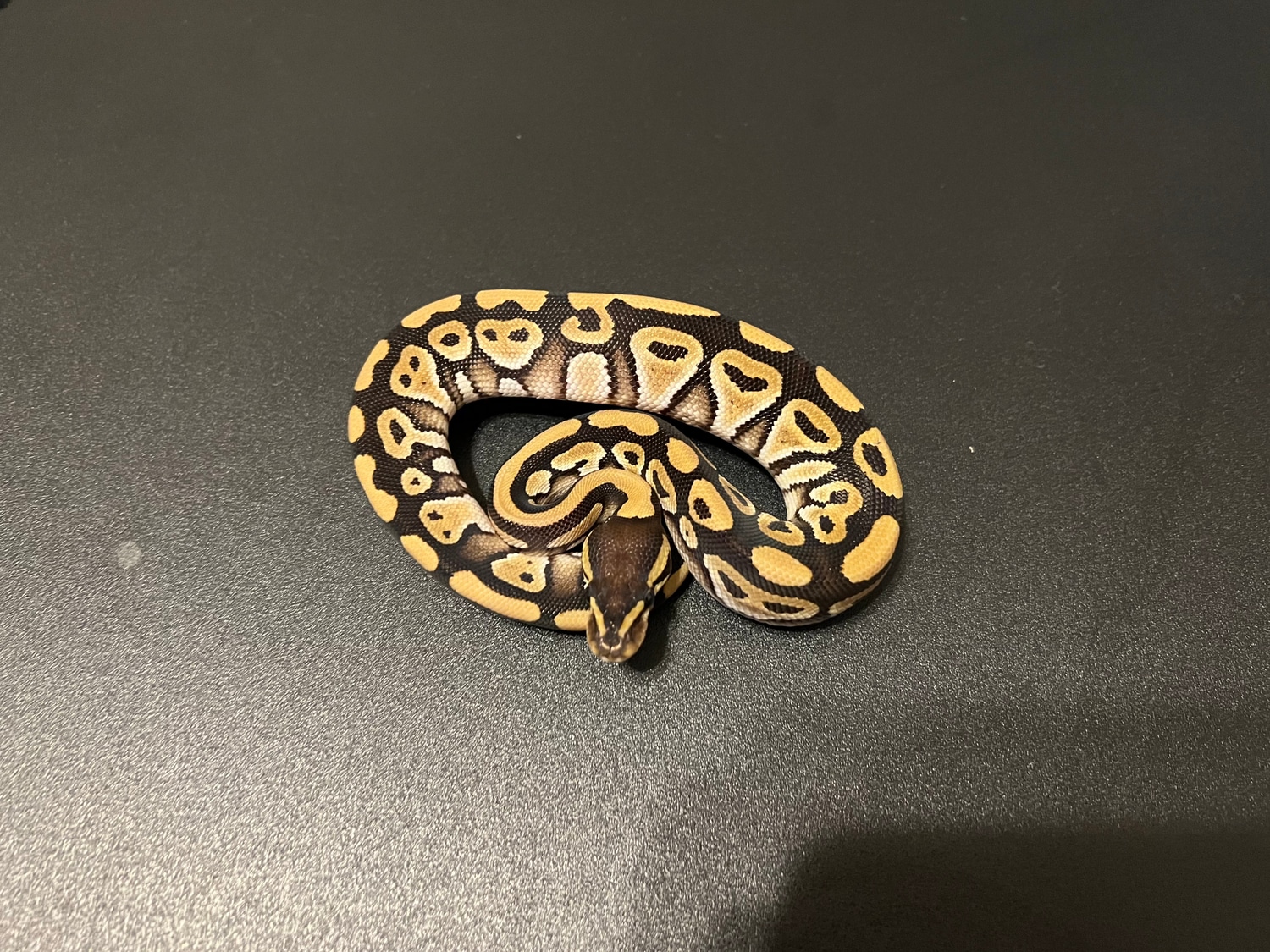 Mystic Ball Python by Cosmic Ball Pythons - MorphMarket