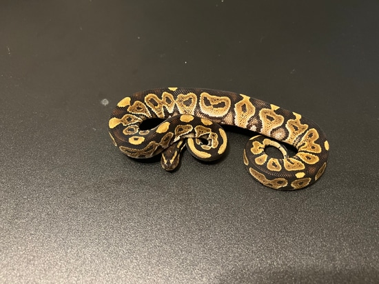 Mystic Ball Python by Cosmic Ball Pythons