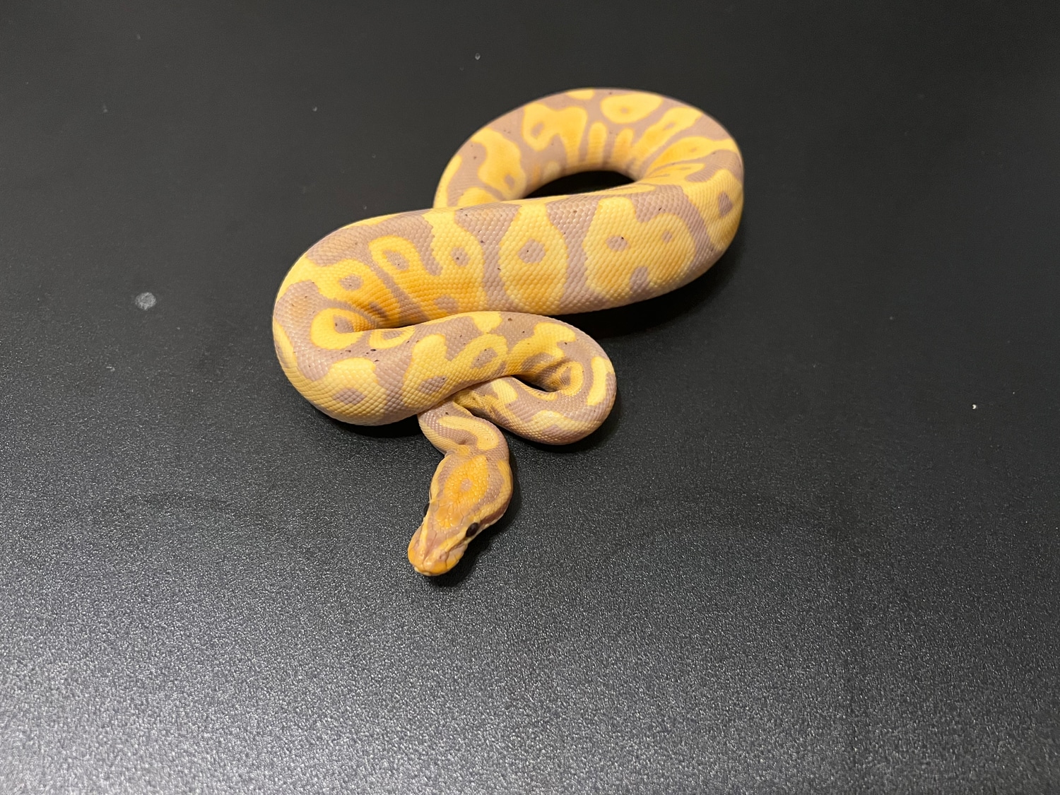 Banana Leopard 50% Het Albino Clown Ball Python by Cosmic Ball Pythons ...