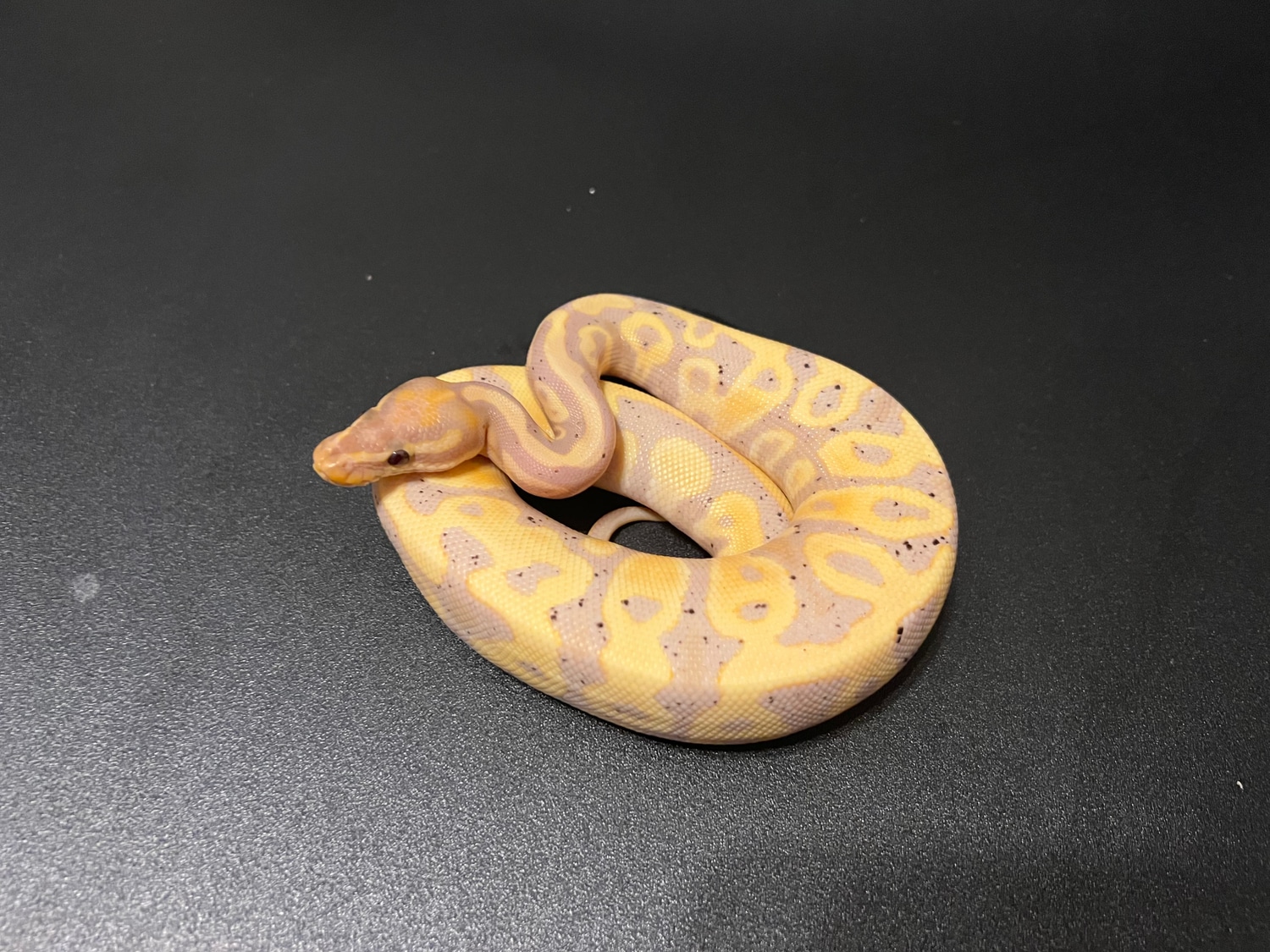 Banana Leopard 50% Het Albino Clown Pet Only Kink Ball Python by Cosmic ...