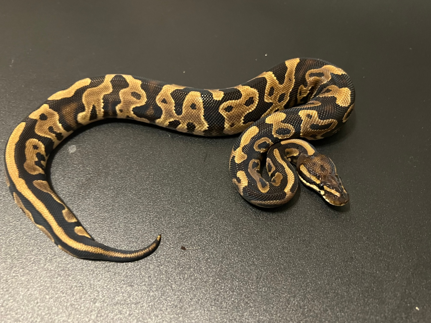 Leopard 50% Het Albino Clown Ball Python by Cosmic Ball Pythons ...