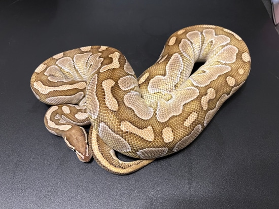Lesser 3 Ball Python by Cosmic Ball Pythons