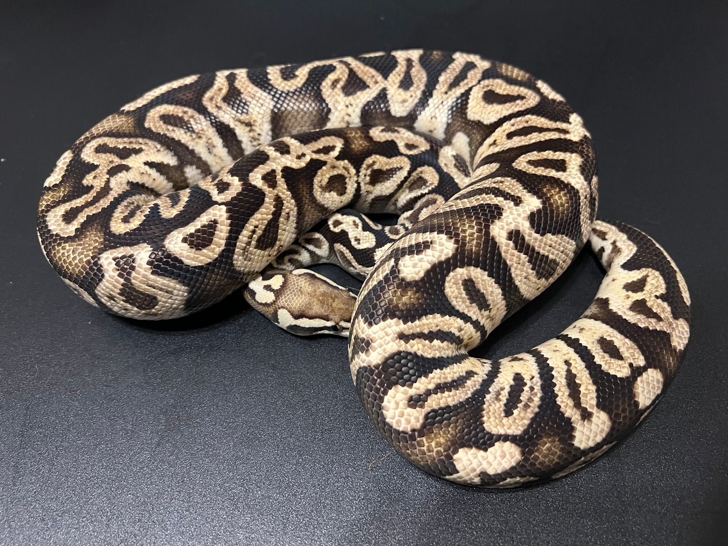 Pastel Ghi 2 Ball Python by Cosmic Ball Pythons - MorphMarket