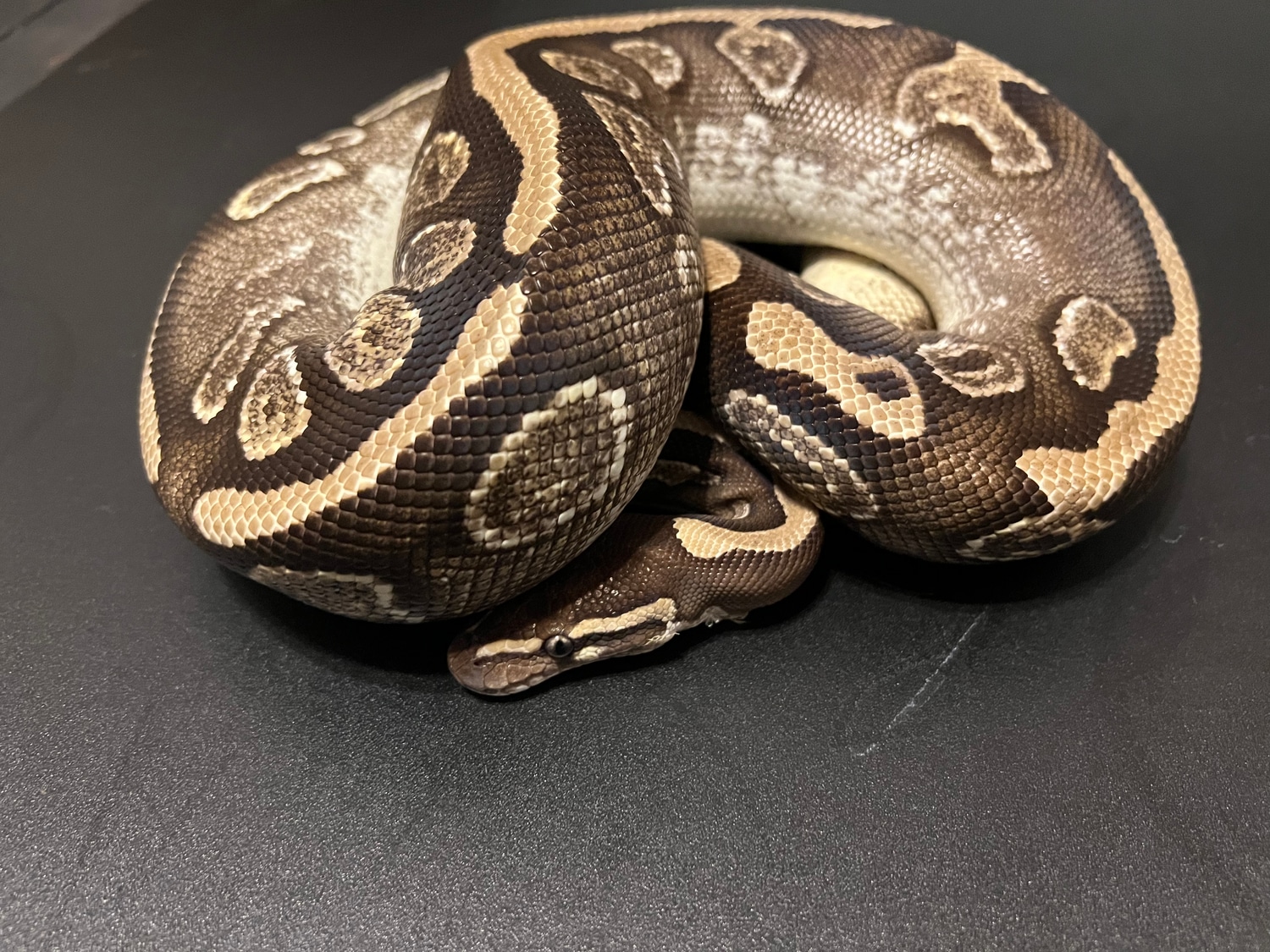 Mojave Calico Ball Python by Cosmic Ball Pythons - MorphMarket