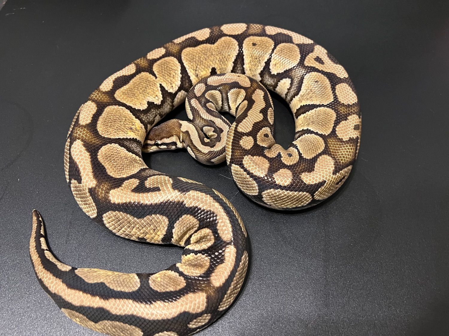 Pastel Red Stripe Ball Python by Cosmic Ball Pythons - MorphMarket