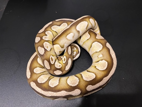 Orange Dream Lesser Ball Python by Cosmic Ball Pythons