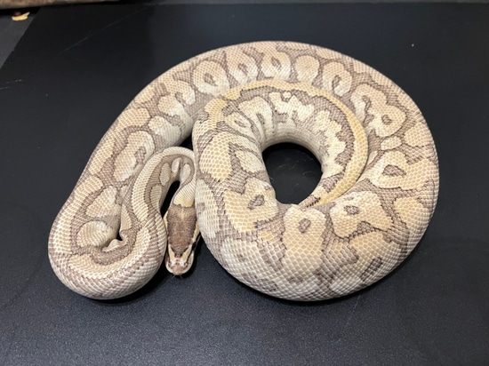 Super Mystic Spider Ball Python by Cosmic Ball Pythons