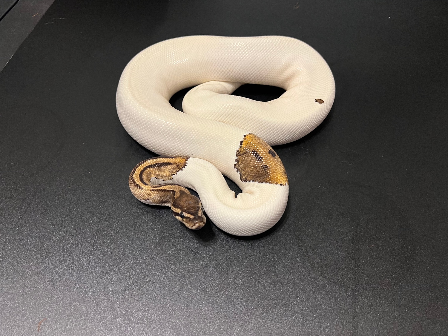 Pied Het Albino Ball Python by Cosmic Ball Pythons - MorphMarket