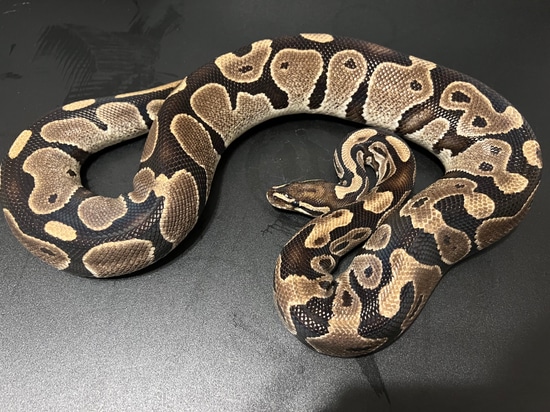 Het Pied Ball Python by Cosmic Ball Pythons
