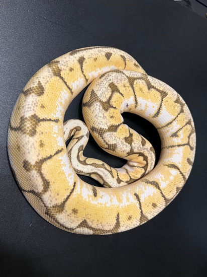 Killer Bee Pos Yellow Belly Ball Python by Cosmic Ball Pythons