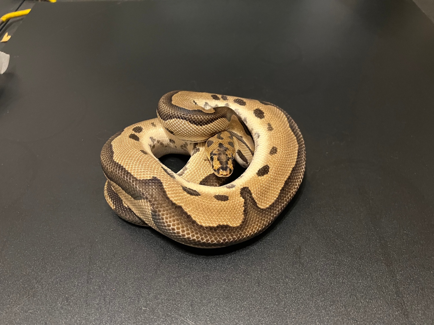Leopard Blade Clown Ball Python by Cosmic Ball Pythons - MorphMarket